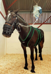 Colic in Horses: Signs, Causes, Treatment & Prevention – The Helpful Vet