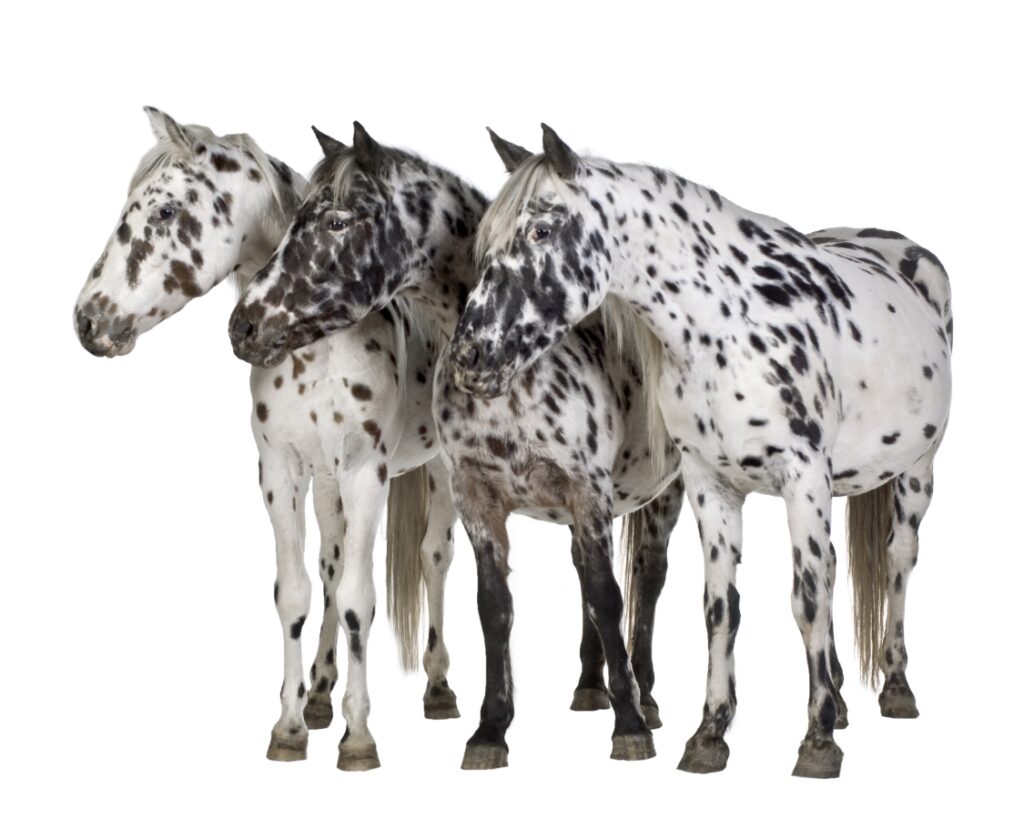 22 Spotted Horse Breeds: The Complete Guide – The Helpful Vet