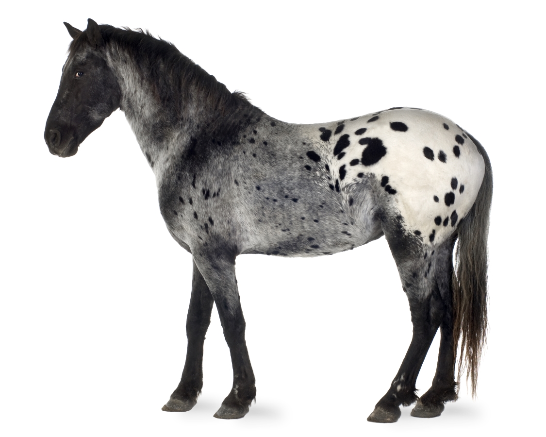 The Most Common Horse Coat Colors & Patterns Explained (Picture Guide ...