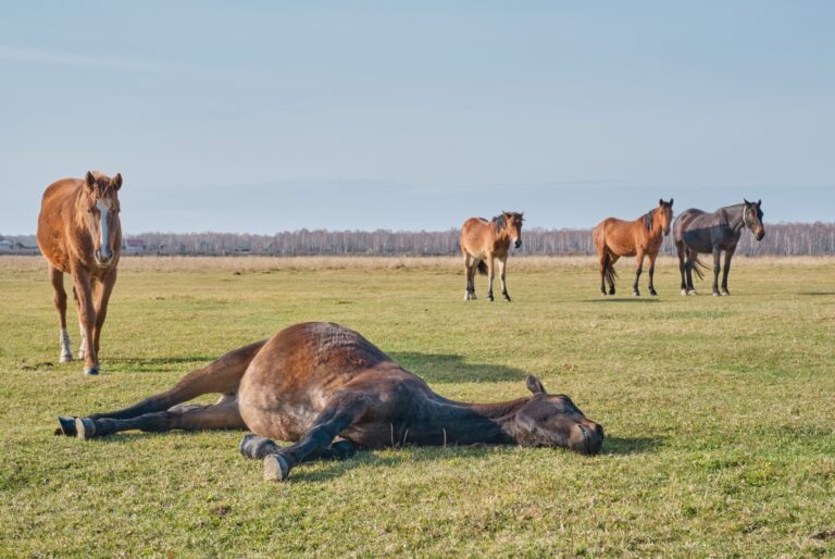 Colic in Horses: Signs, Causes, Treatment & Prevention – The Helpful Vet