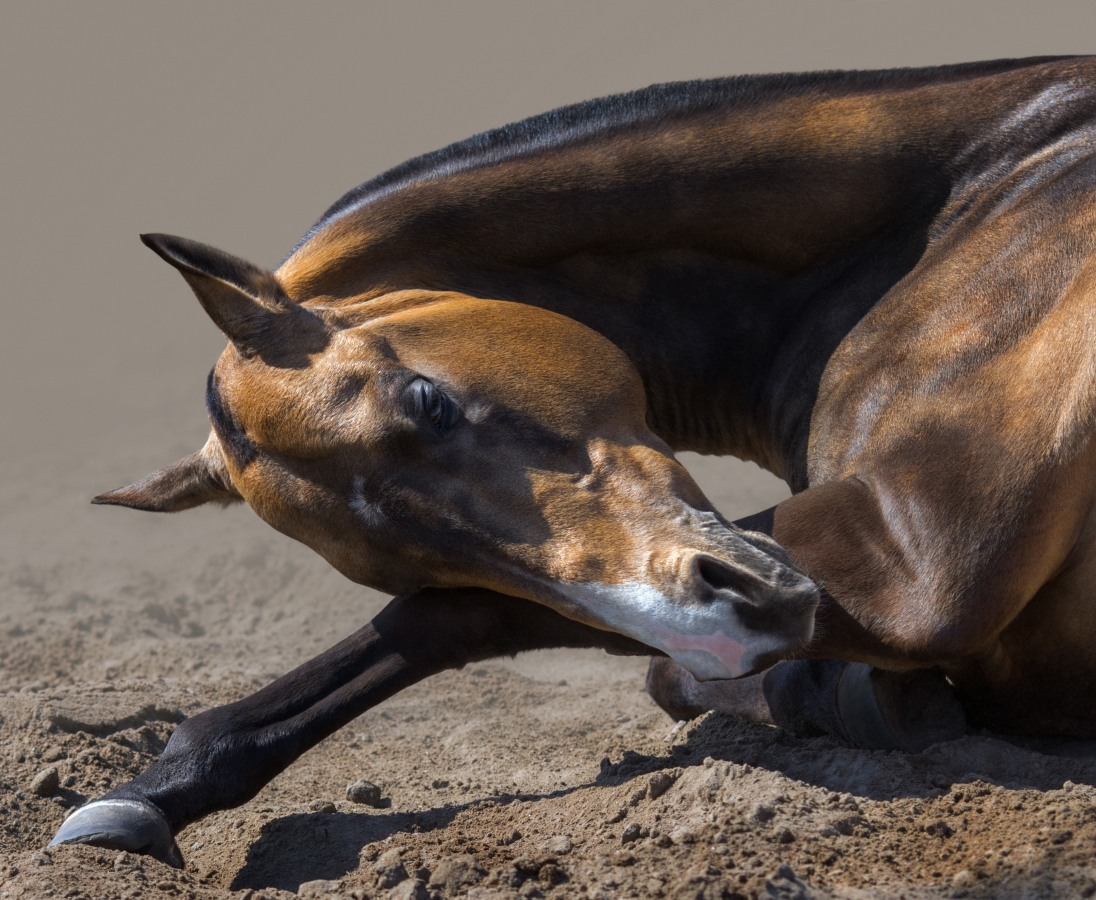 Colic in Horses: Signs, Causes, Treatment & Prevention – The Helpful Vet