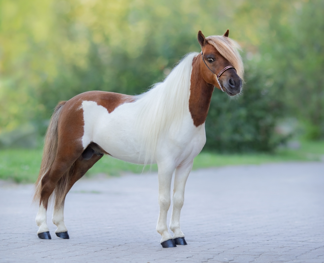 The Most Common Horse Coat Colors & Patterns Explained (Picture Guide ...