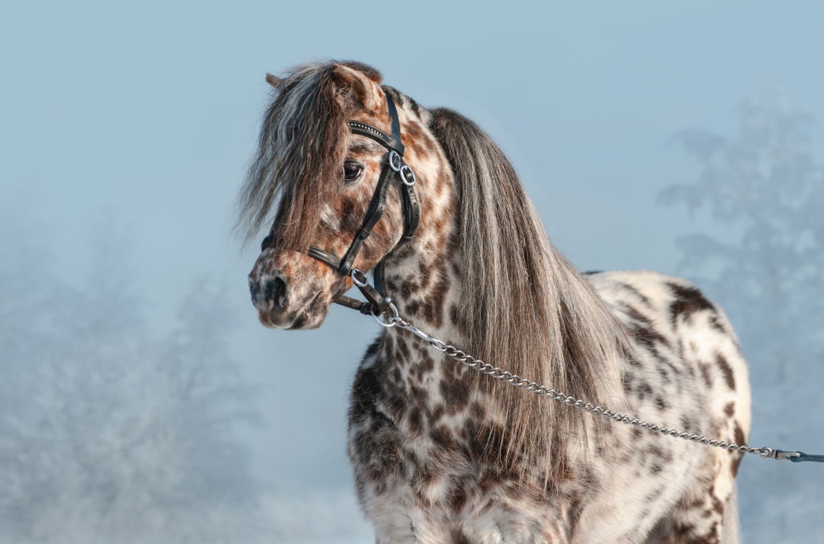 22 Spotted Horse Breeds: The Complete Guide – The Helpful Vet