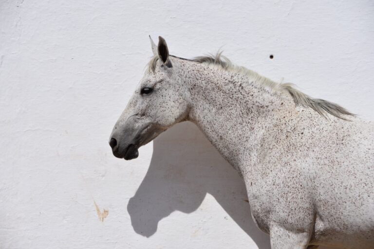 The Most Common Horse Coat Colors & Patterns Explained (Picture Guide ...