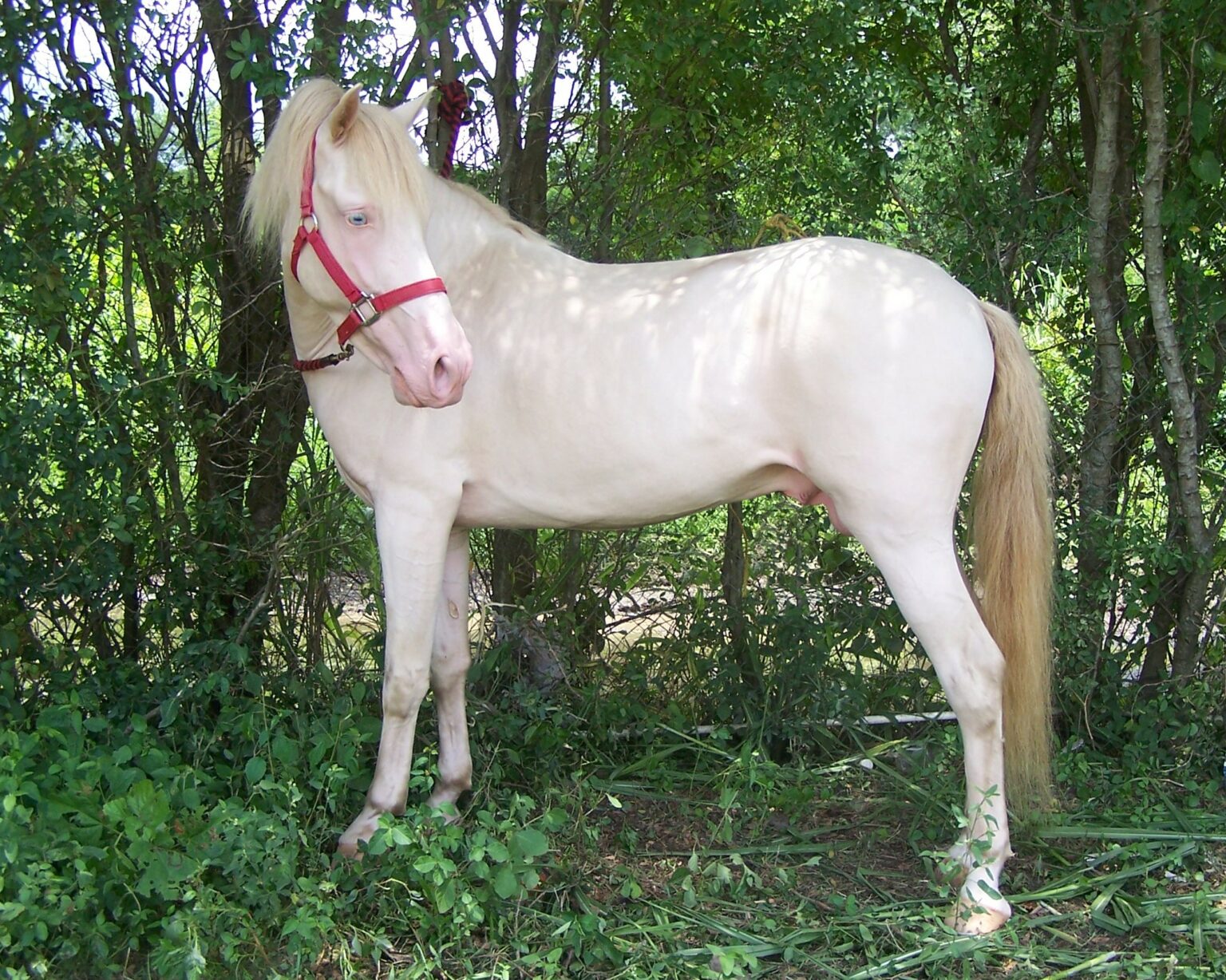 Cremello, Perlino, and Other Horses With the Cream Gene – The Helpful Vet