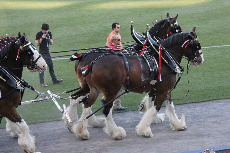 The 21 Largest Horse Breeds in the World (+ Pictures) – The Helpful Vet