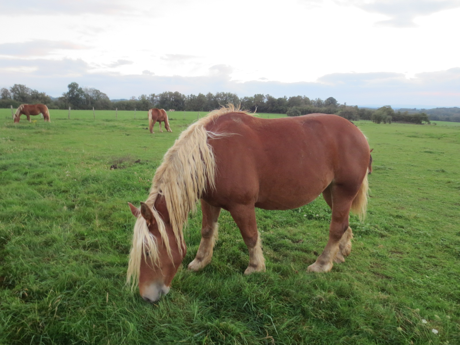 The 21 Largest Horse Breeds in the World (+ Pictures) – The Helpful Vet