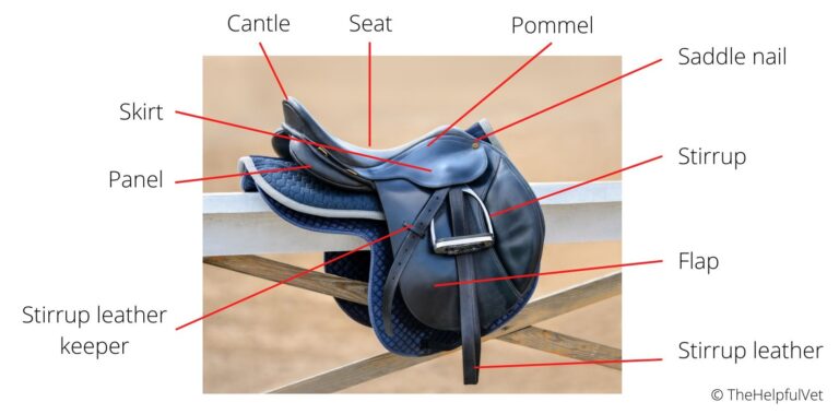 Parts of the English and Western Horse Saddle (Explained) – The Helpful Vet