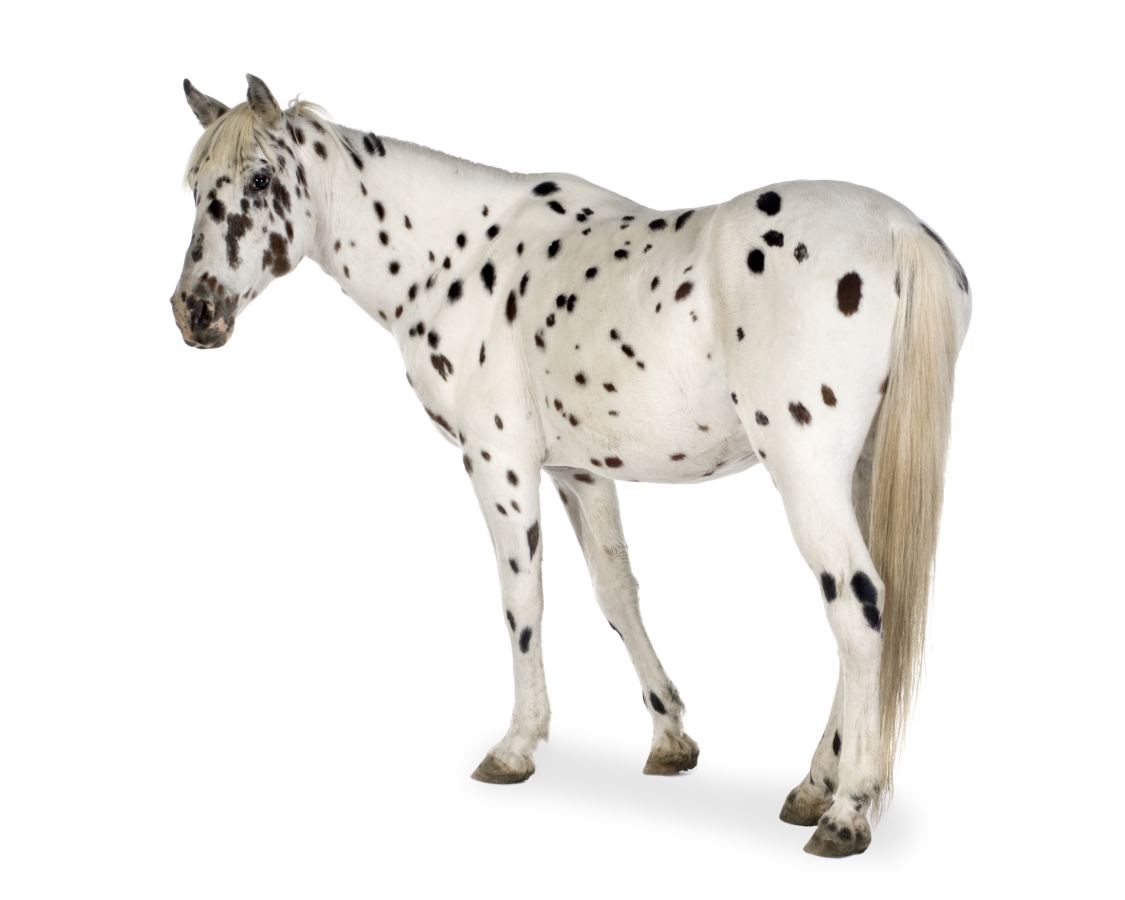 22 Spotted Horse Breeds: The Complete Guide – The Helpful Vet