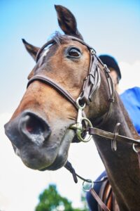 Why Horses Are Frightened and How To Avoid Scaring Them – The Helpful Vet