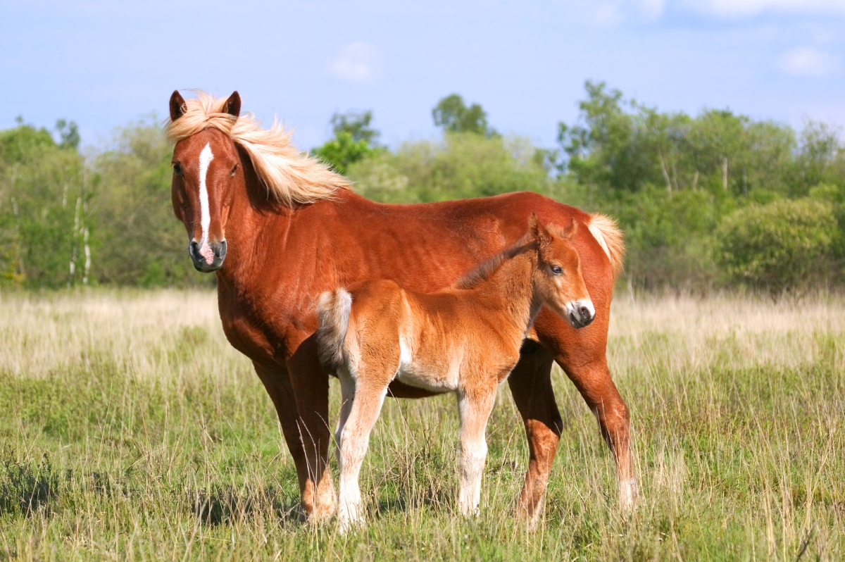 Baby Horses: What They Are Called + Other Answers & Facts – The Helpful Vet