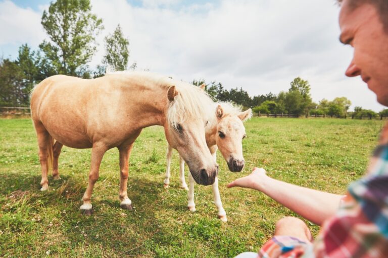 Why Horses Are Frightened and How To Avoid Scaring Them – The Helpful Vet