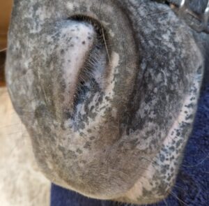 22 Spotted Horse Breeds: The Complete Guide – The Helpful Vet