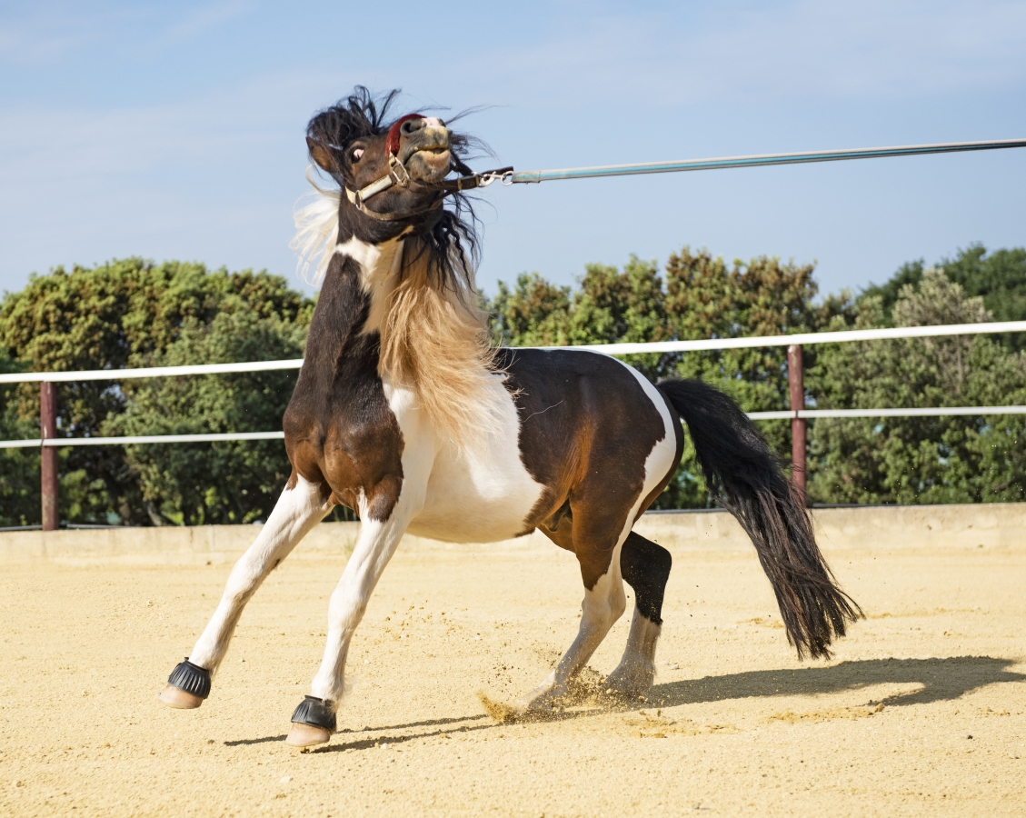 Why Horses Are Frightened and How To Avoid Scaring Them – The Helpful Vet