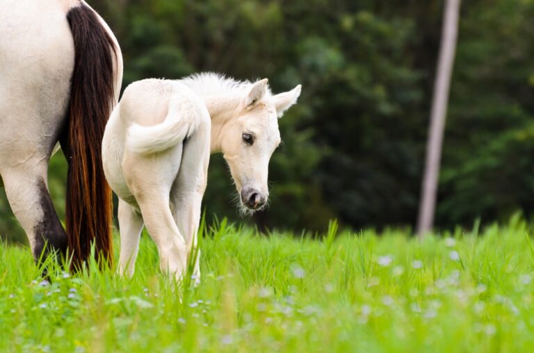 Baby Horses: What They Are Called + Other Answers & Facts – The Helpful Vet