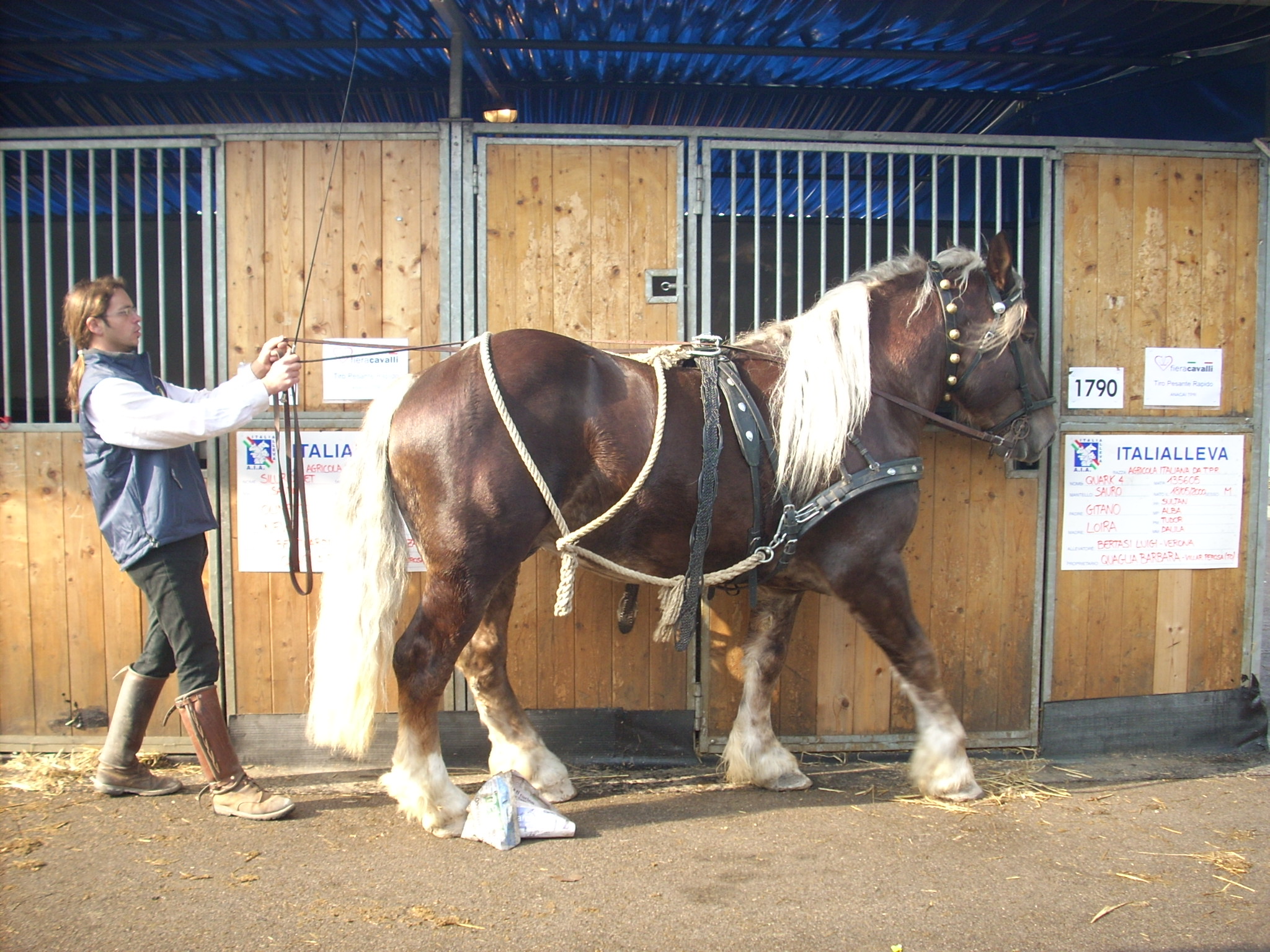 The 21 Largest Horse Breeds in the World (+ Pictures) – The Helpful Vet