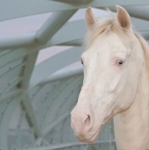 Cremello, Perlino, and Other Horses With the Cream Gene – The Helpful Vet