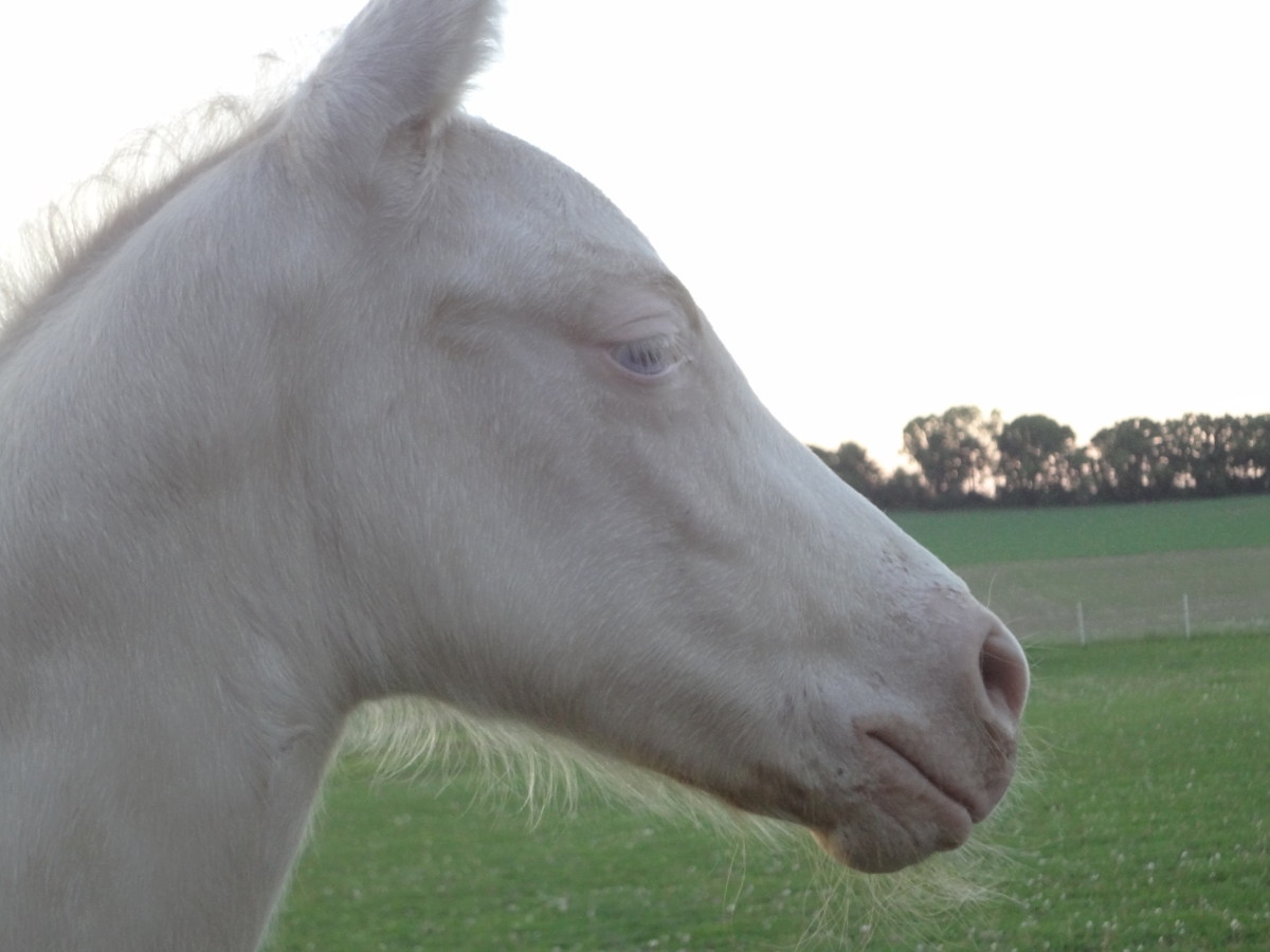 Cremello, Perlino, and Other Horses With the Cream Gene – The Helpful Vet